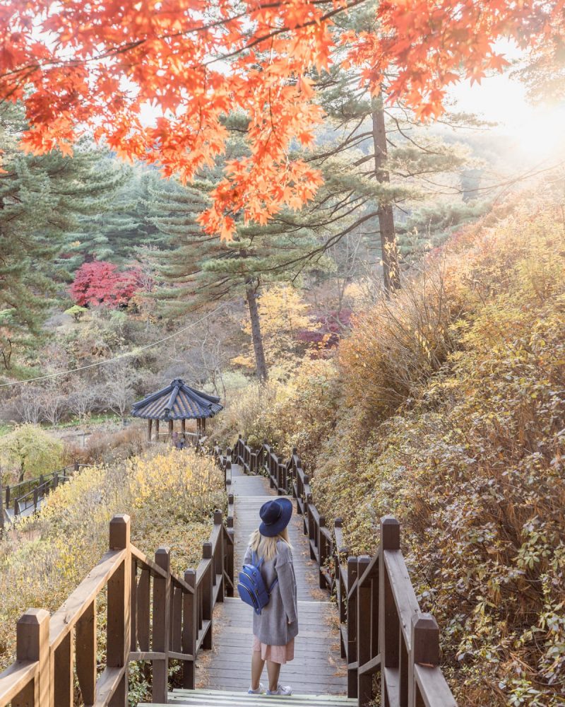 Exploring Nami Island in Autumn: Travel Guide - Onebluehat