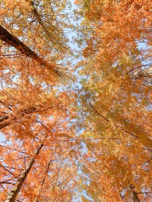 Exploring Nami Island in Autumn: Travel Guide - Onebluehat